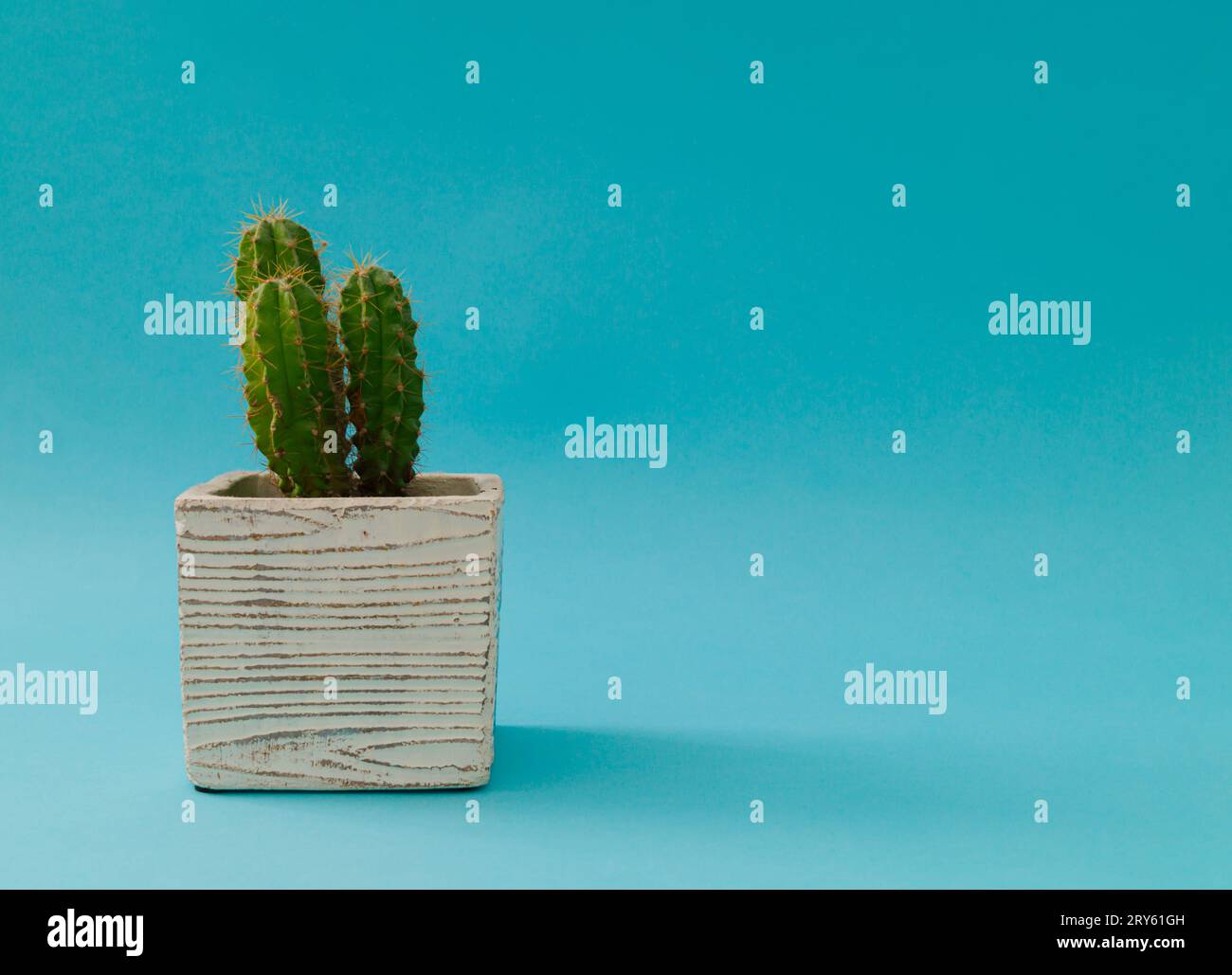 Cactus on light blue background. Minimal summer concept. Creative ...