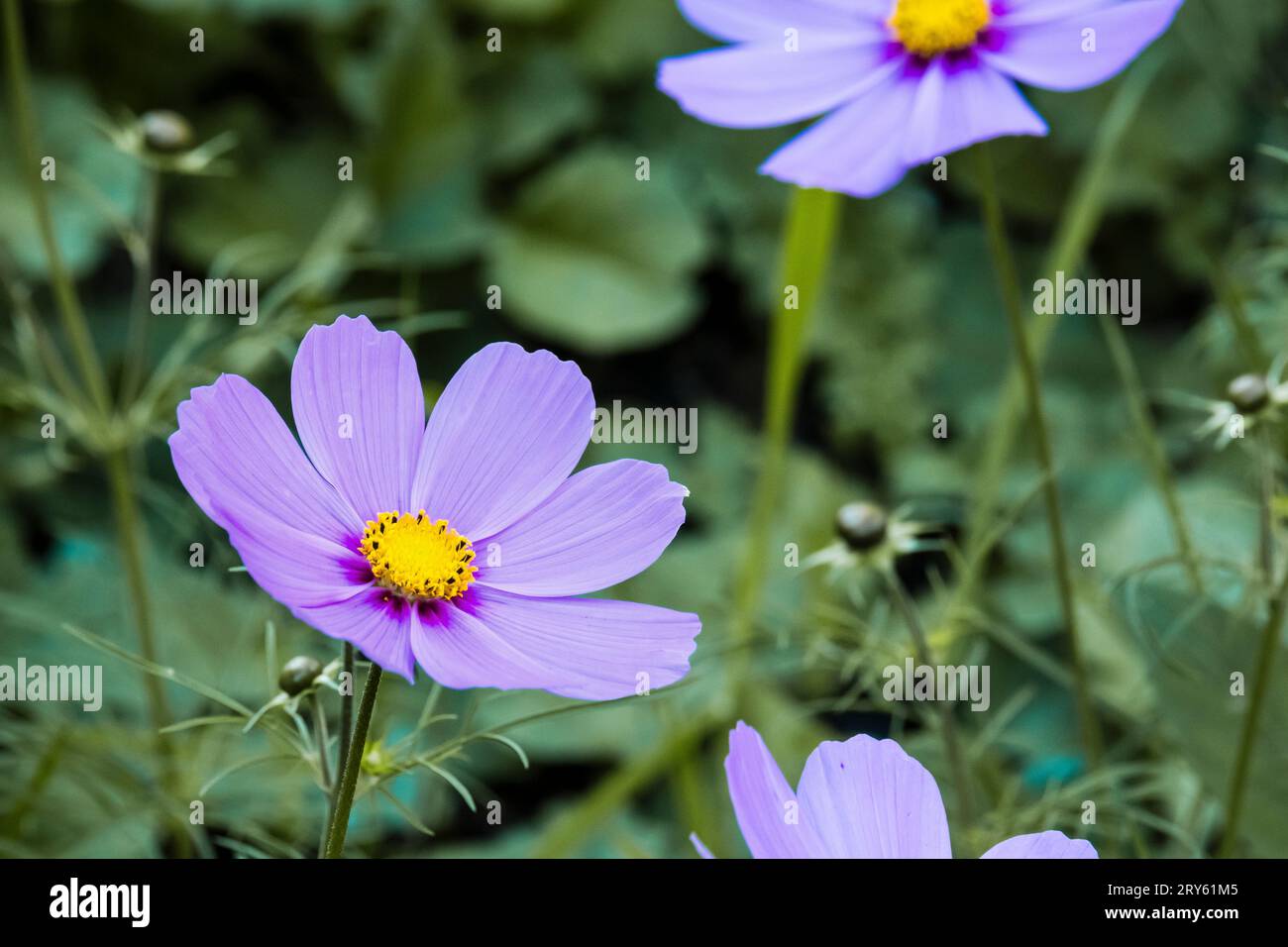 Beautiful pink purple cosmo flowers in a home garden during fall, in ...