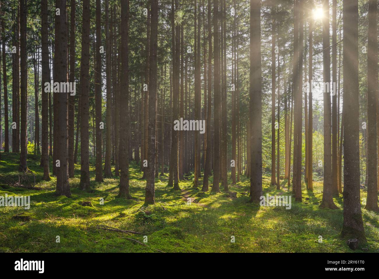 Misty landscape fir forest hi-res stock photography and images - Alamy