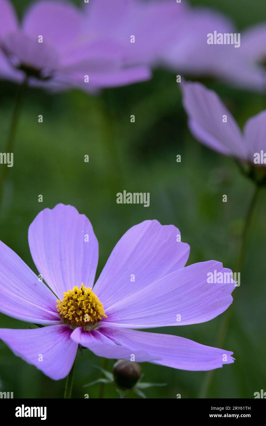 Beautiful pink purple cosmo flowers in a home garden during fall, in ...