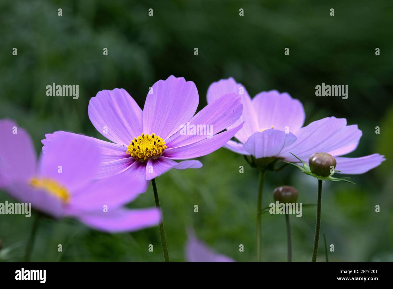 Beautiful pink purple cosmo flowers in a home garden during fall, in ...