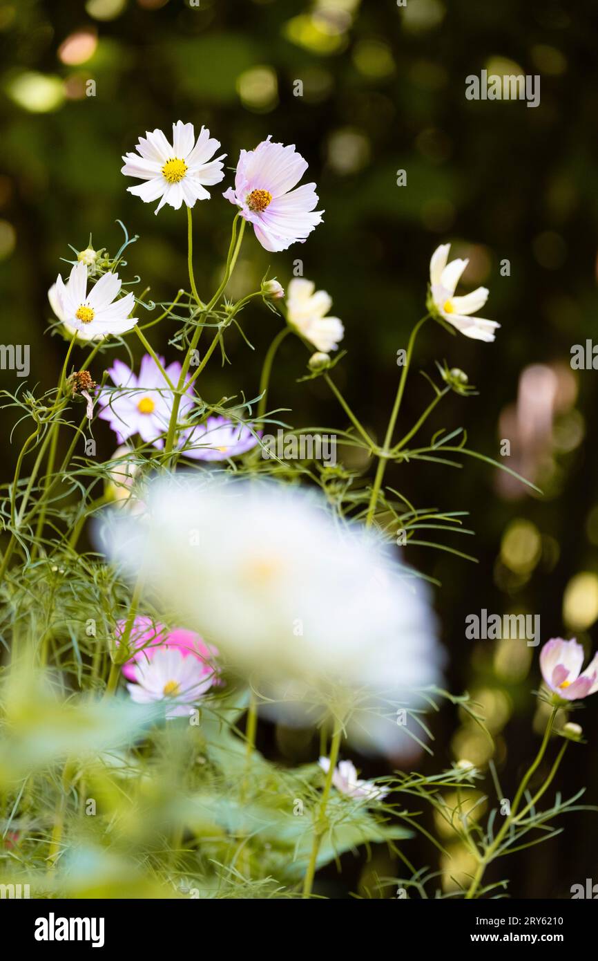 Cosmo plant hi-res stock photography and images - Alamy