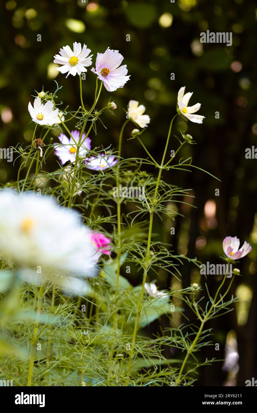 Cosmo plant hi-res stock photography and images - Alamy