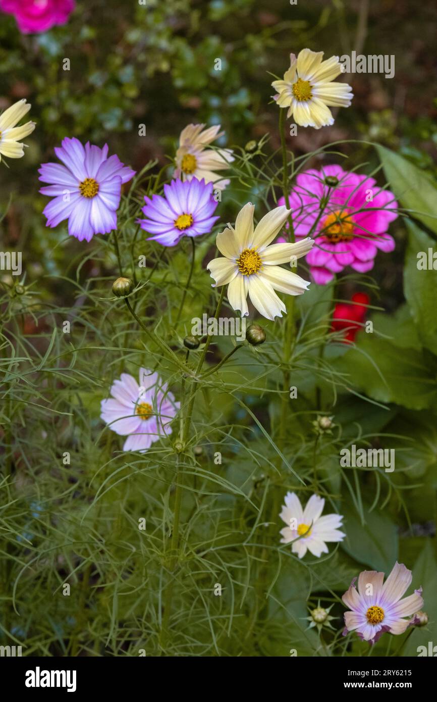 Cosmo plant hi-res stock photography and images - Alamy