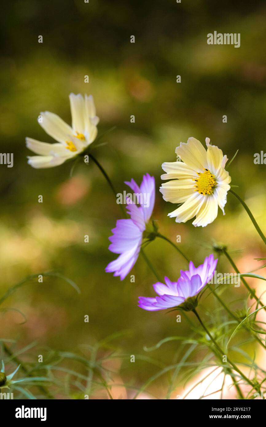 Beautiful cosmo flowers in a home garden during fall, in northern ...