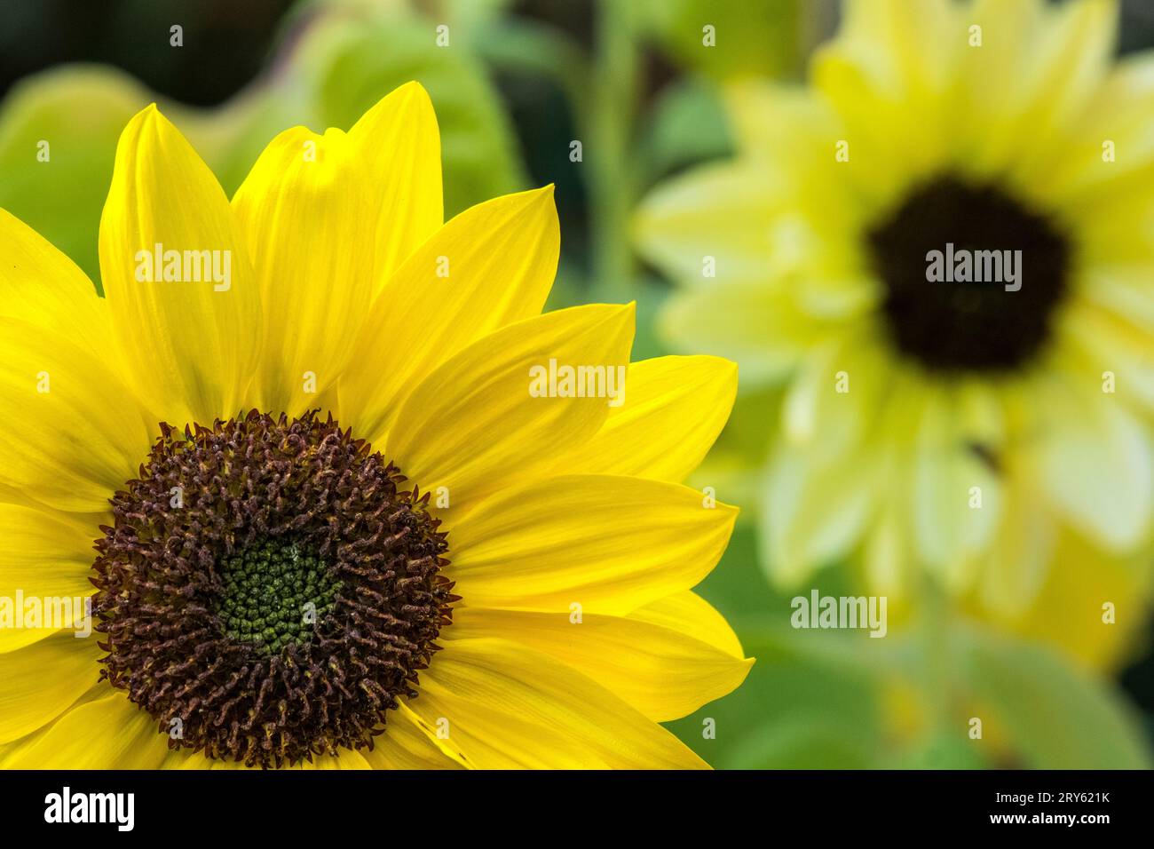 Beautiful yellow sunflower flowers in a home garden during fall, in ...