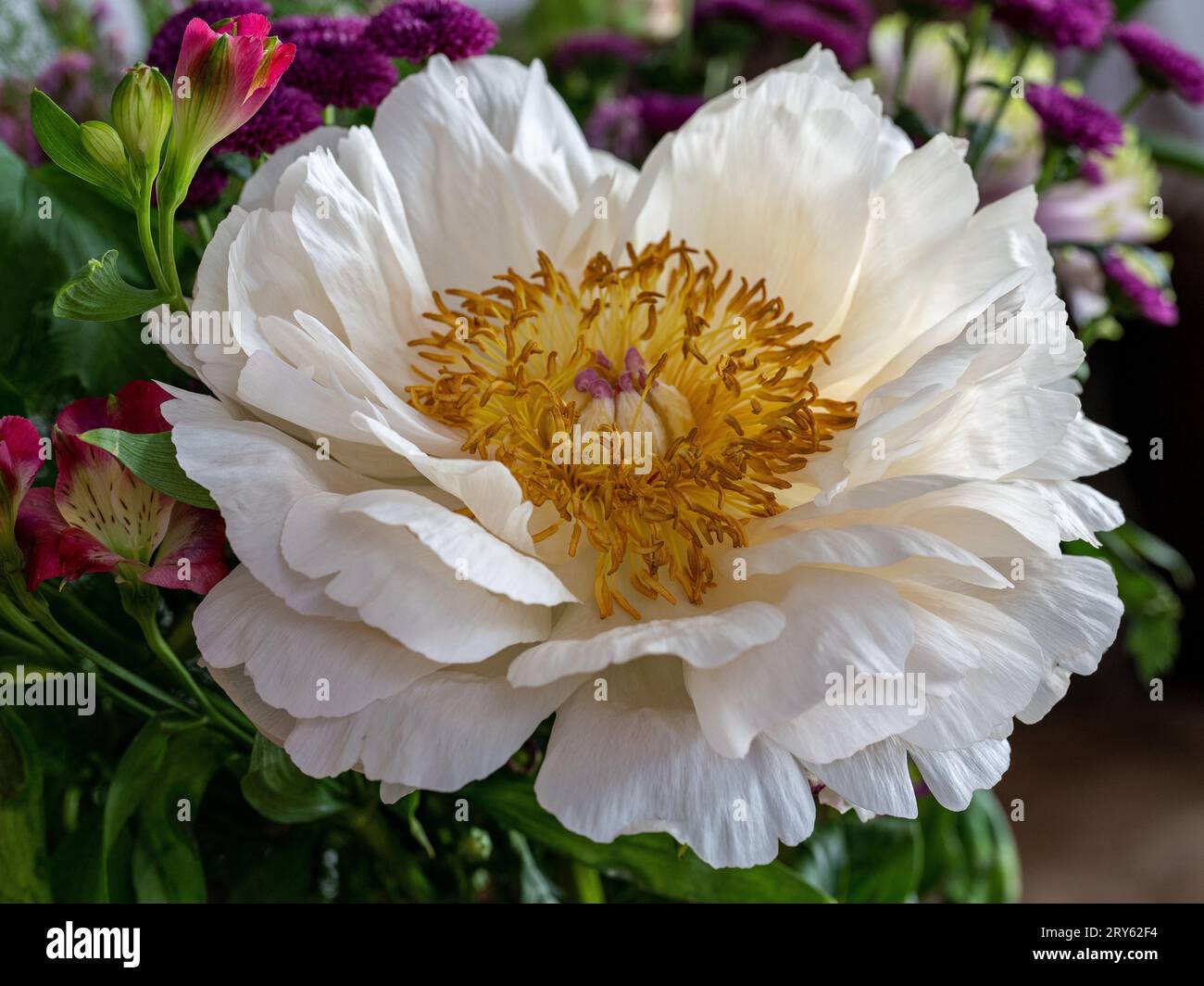Still beautiful but slightly withered white Peony flower in a bouquet ...
