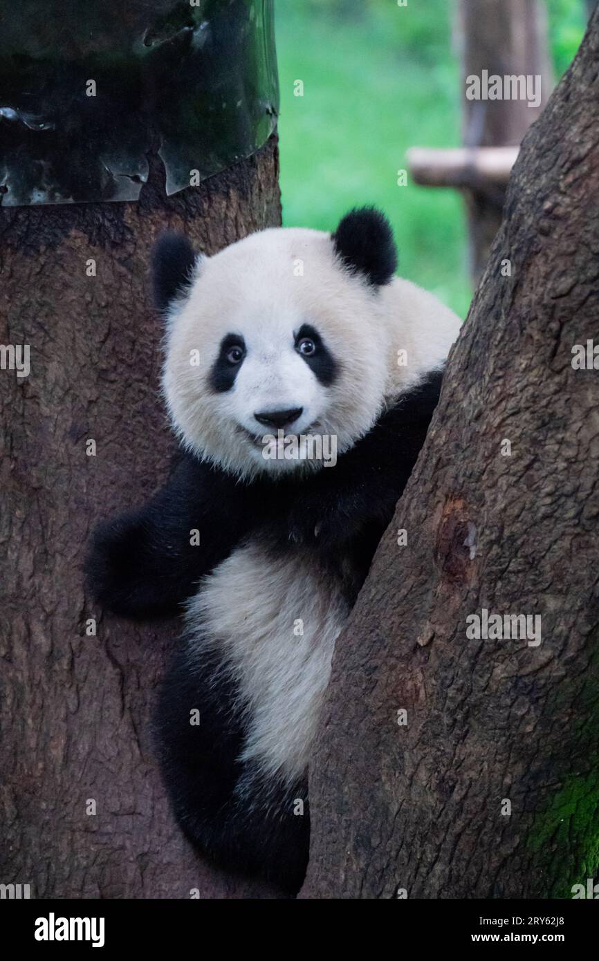 New panda hi-res stock photography and images - Alamy