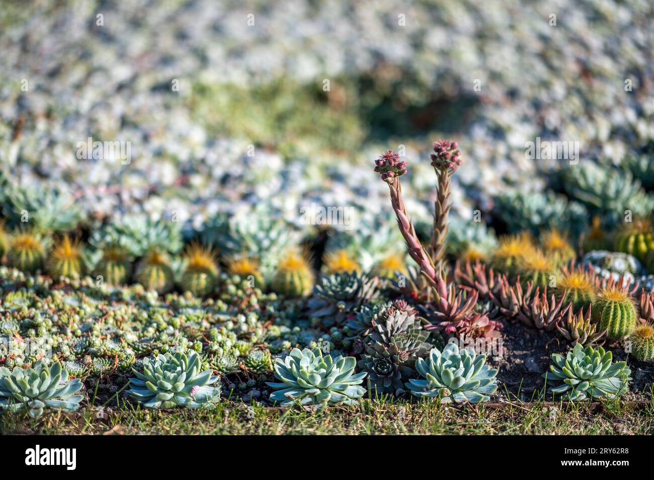 Close-up from the famous Cactus plantation in Carl Johans Park during ...