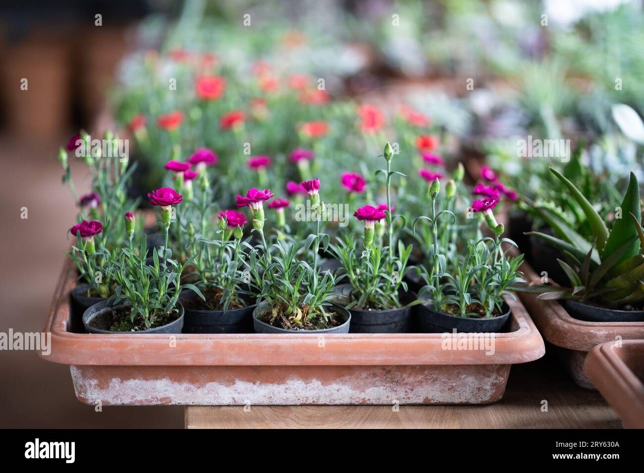 Flowers and houseplants in small plastic pots in flower shop top view ...