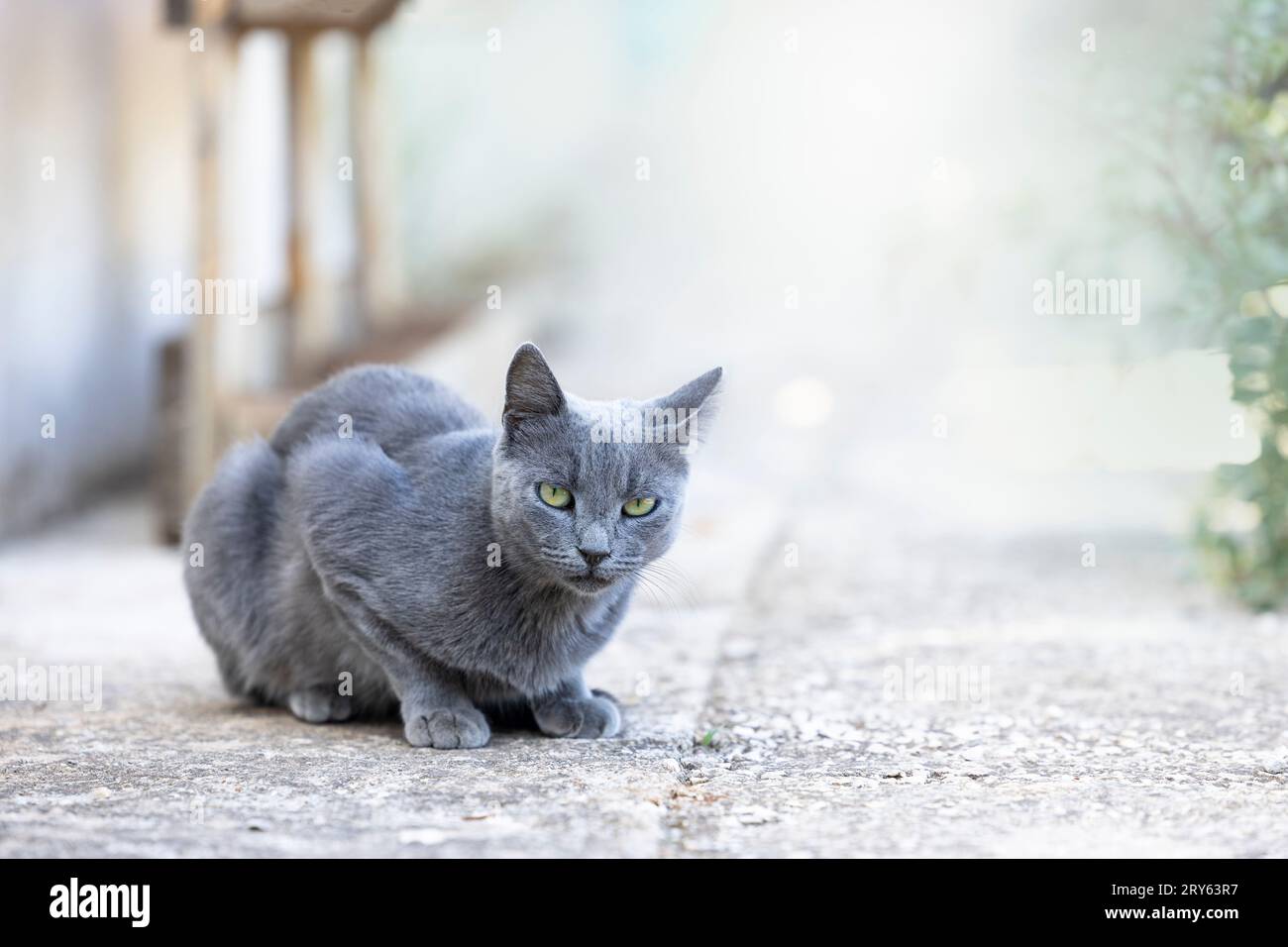 Habdsome blue shorthaired stray cat, sitting outside in garden. Looking ...