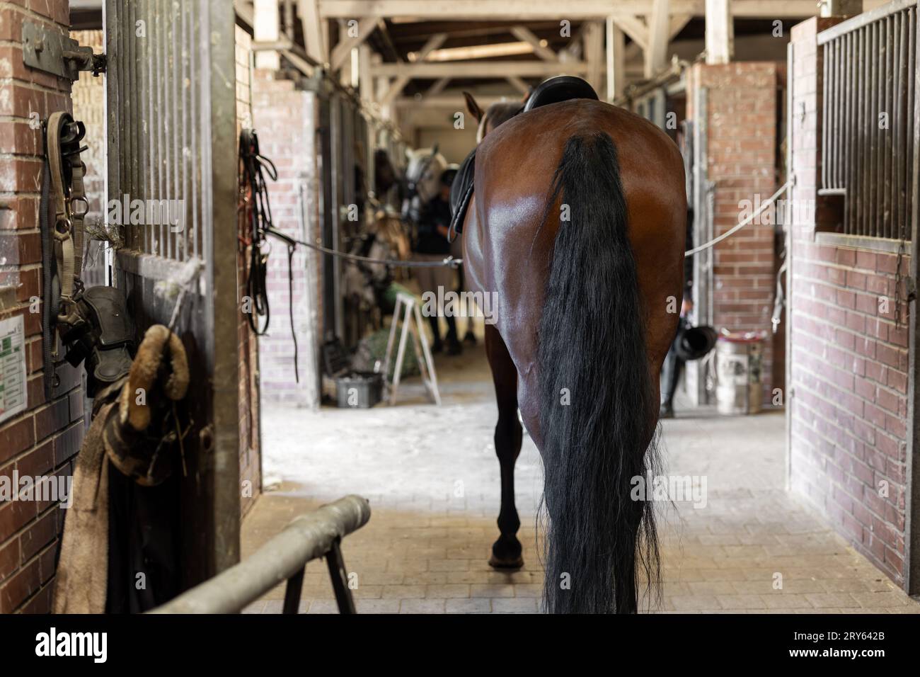 Back view thoroughbred bay horse in rural farm or ranch stable ...