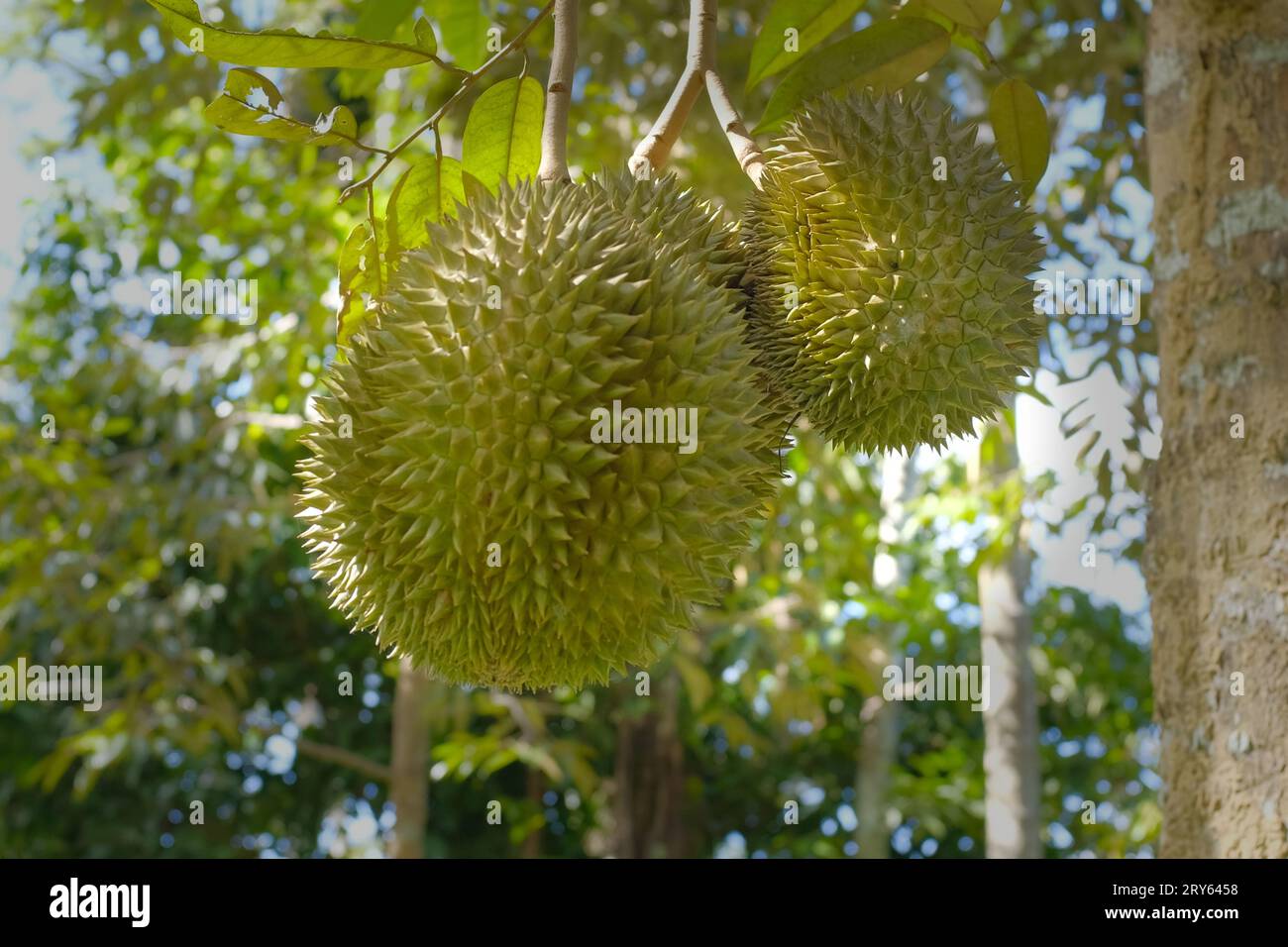Creamy durian hi-res stock photography and images - Alamy