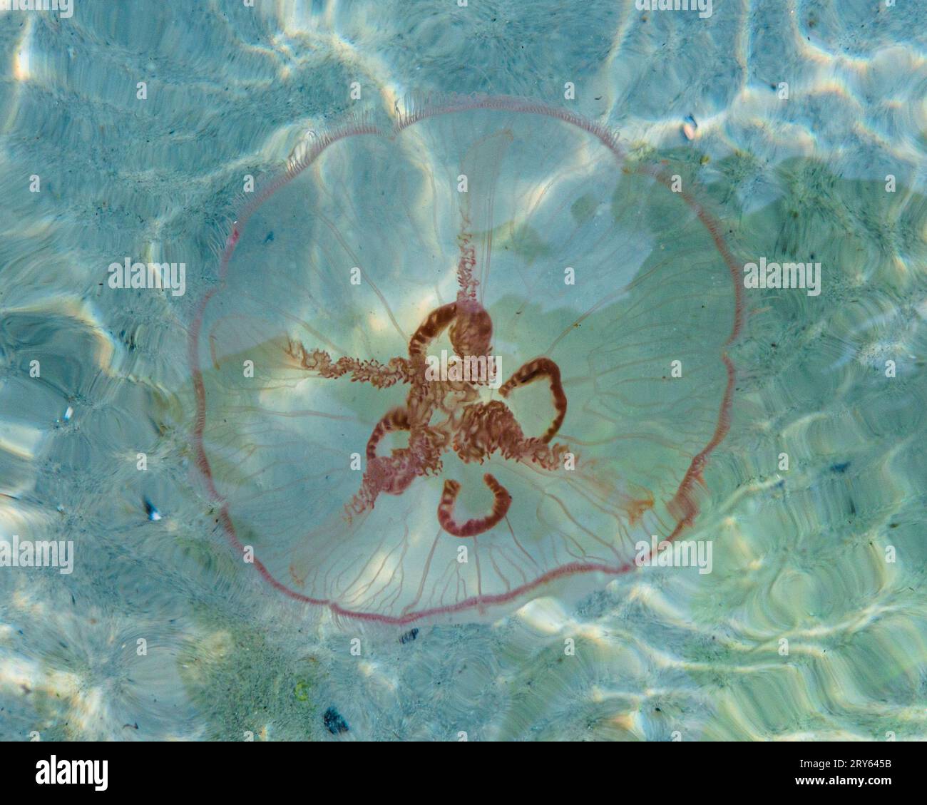 Water reflection dappled light hi-res stock photography and images - Alamy