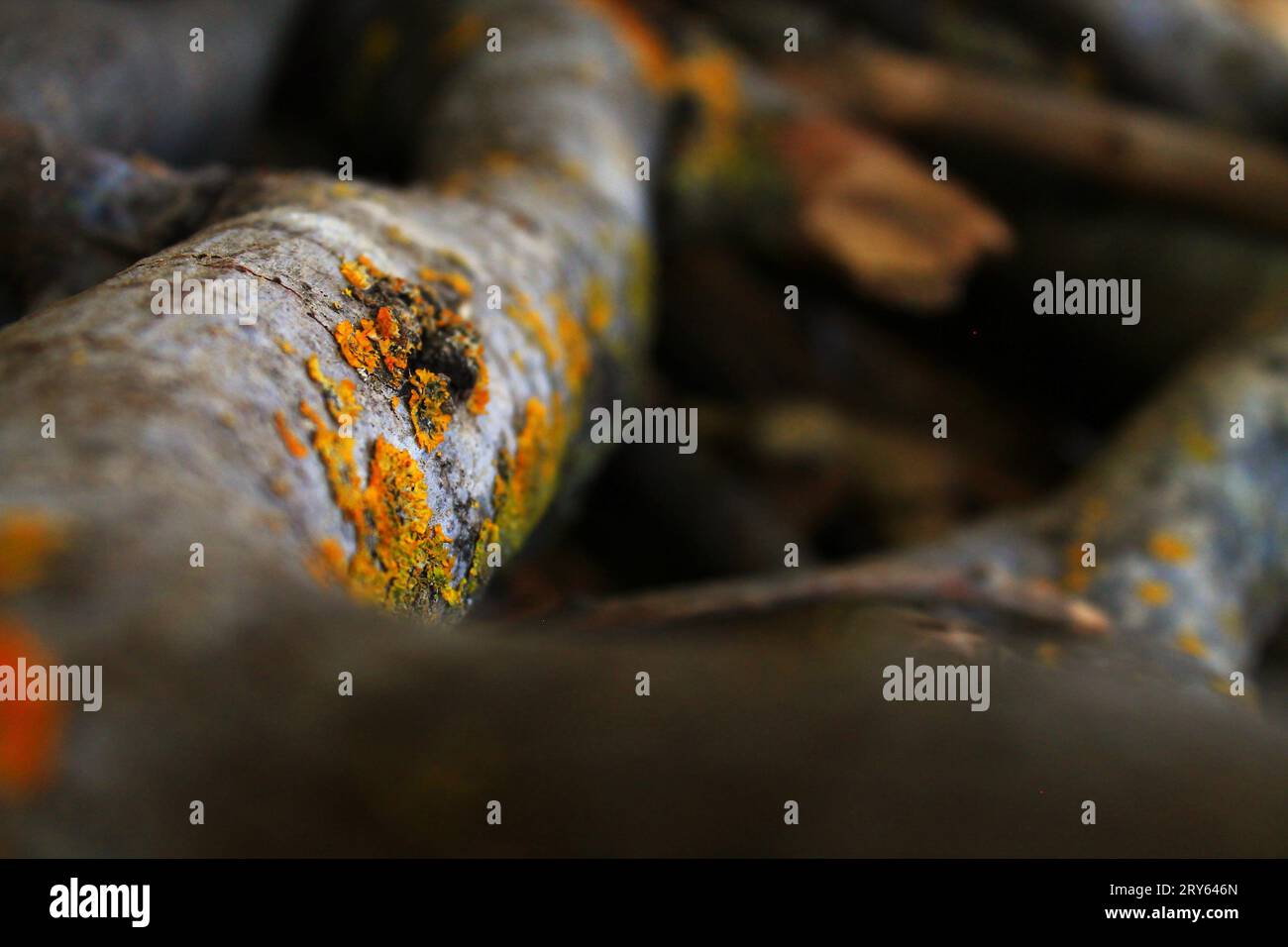old A bundle of firewood Stock Photo - Alamy