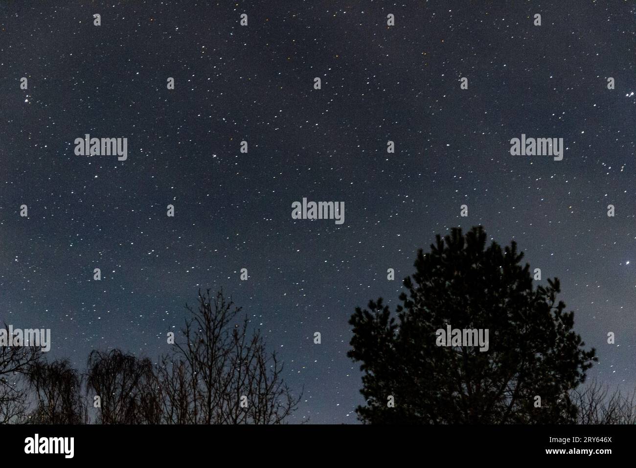 Night sky with many stars above trees Stock Photo - Alamy