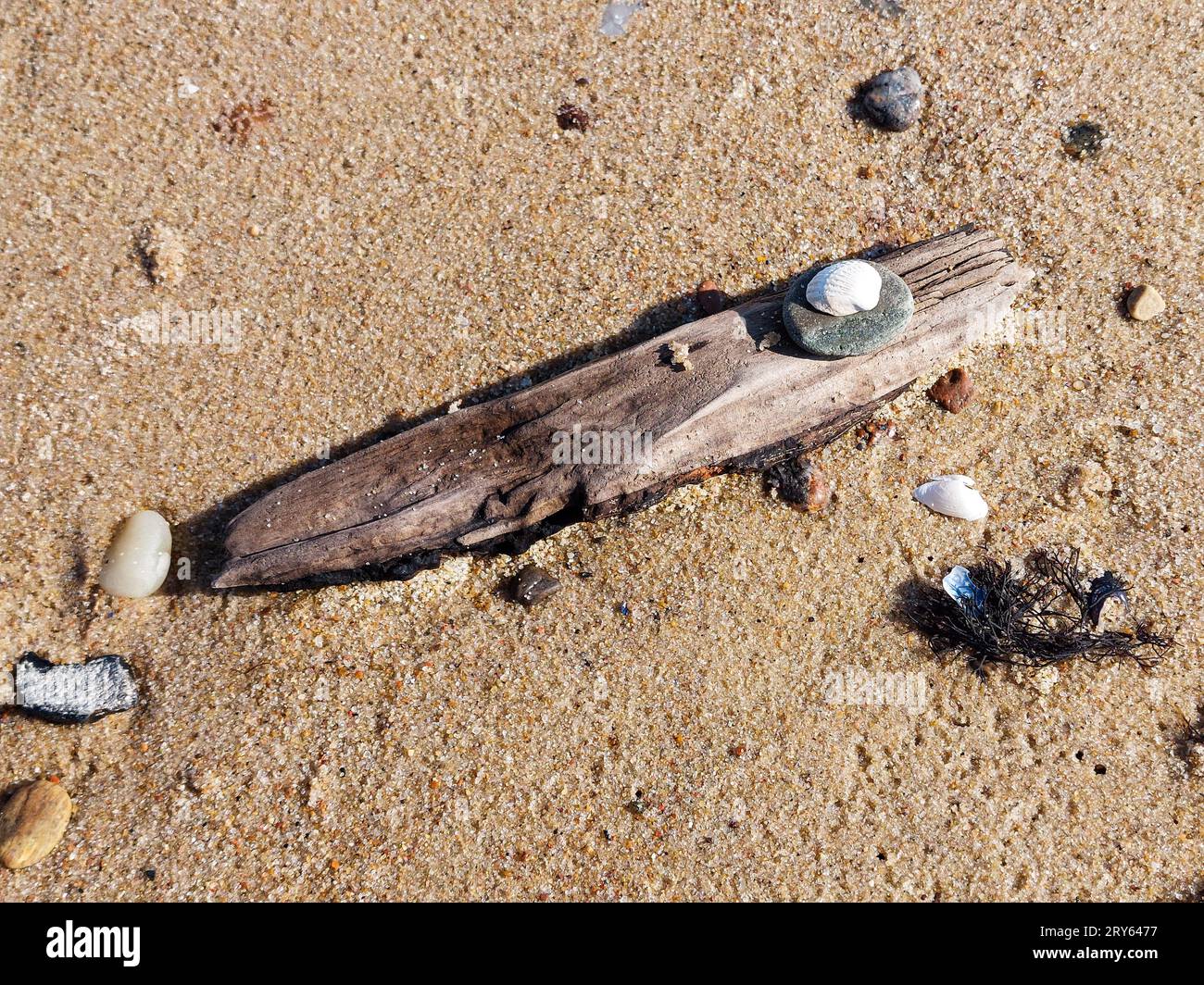 Seashell And DriftWood And Seaweed on Beach Sand Stock Photo - Alamy