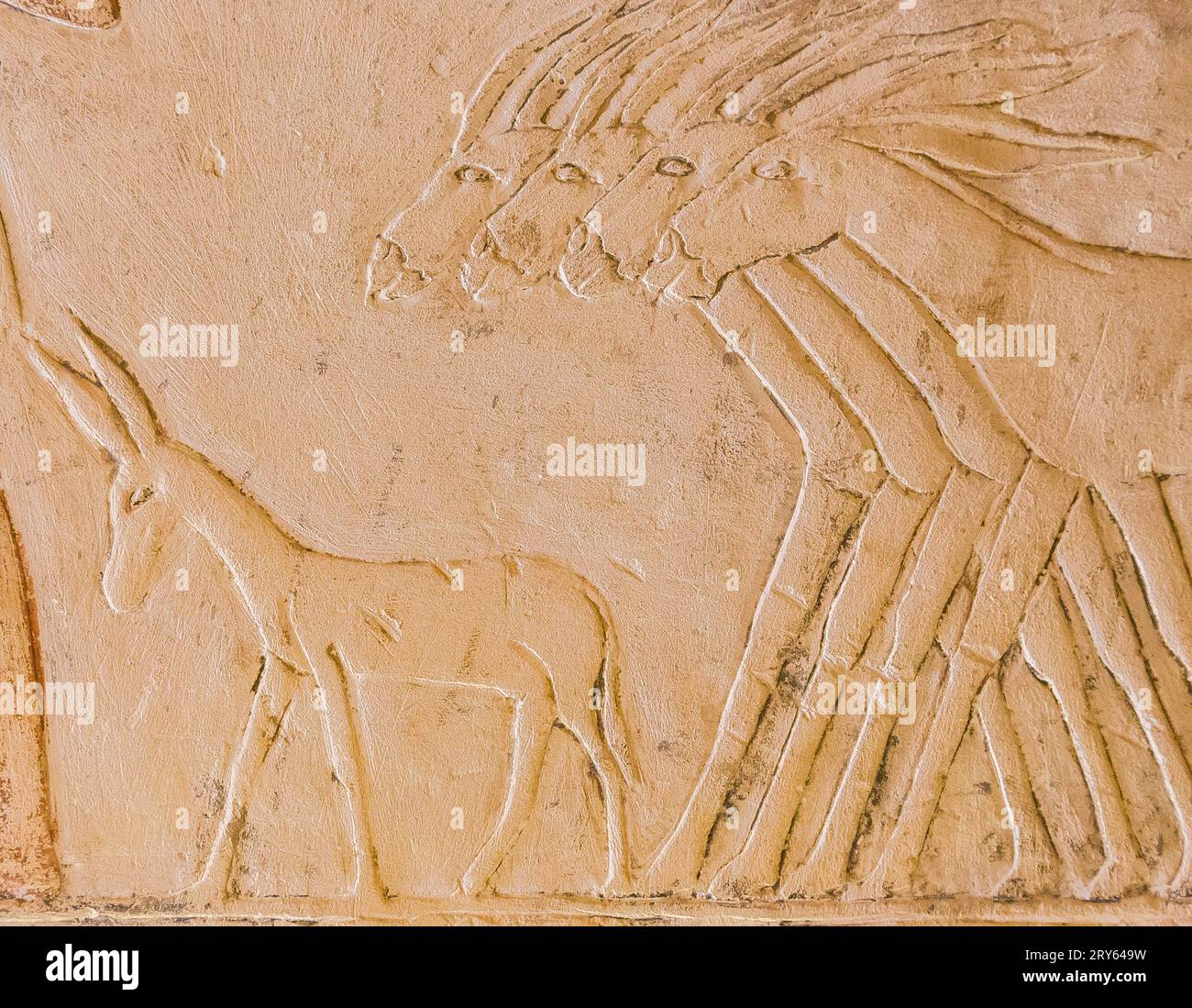 Egypt, Saqqara, tomb of Mehu, harvest scene : Donkeys Stock Photo - Alamy
