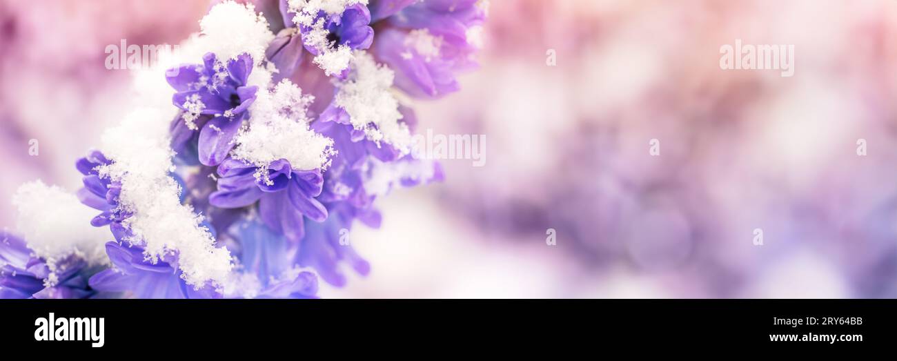 Close up of a purple hyacinth in the snow, spring concept, panoramic ...