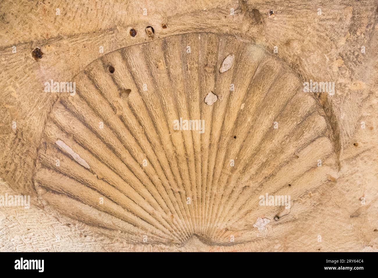Kom el Shogafa necropolis, main tomb, shell on the ceiling Stock Photo ...