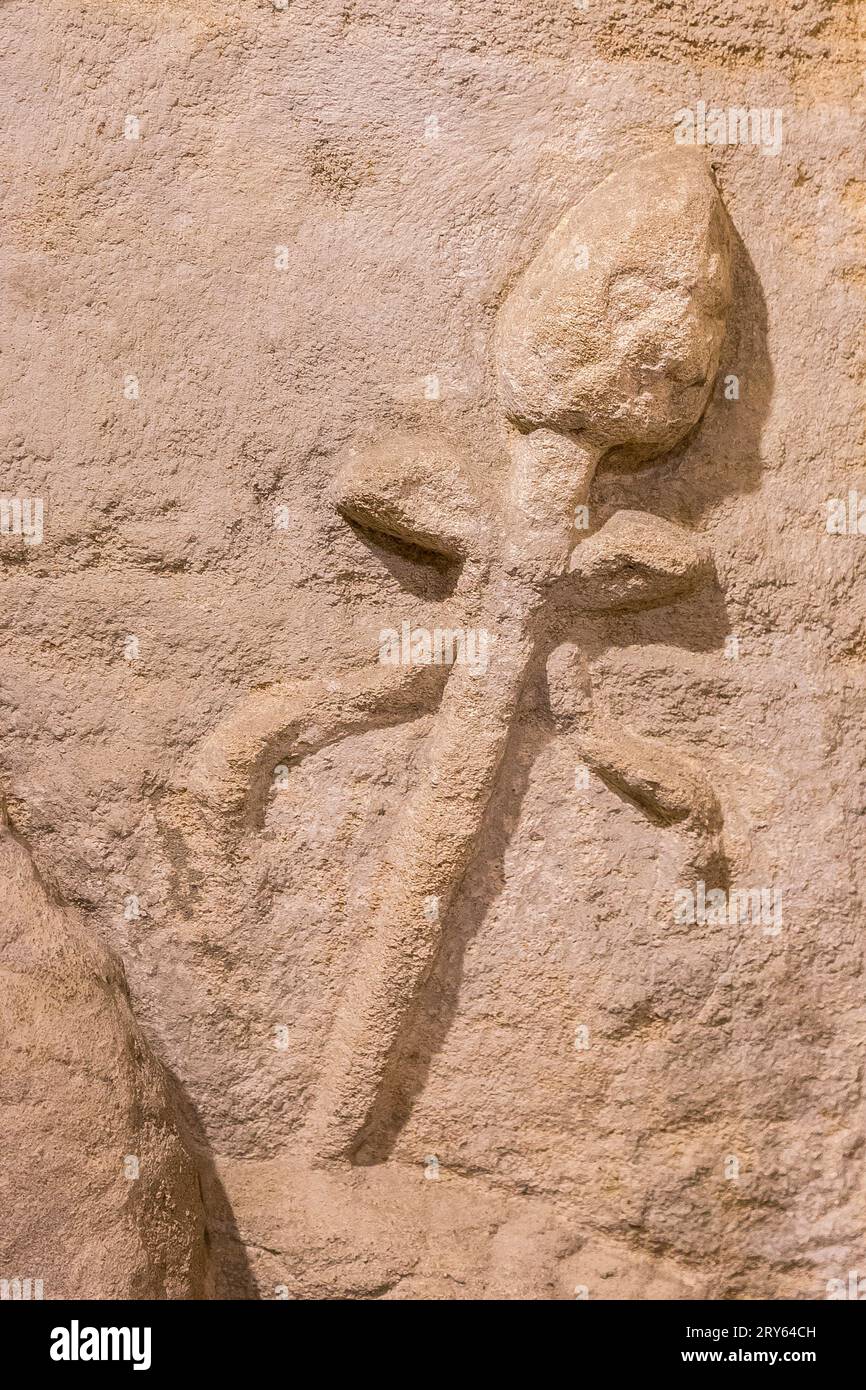 Kom el Shogafa necropolis, main tomb, second portico : Thyrsus scepter ...