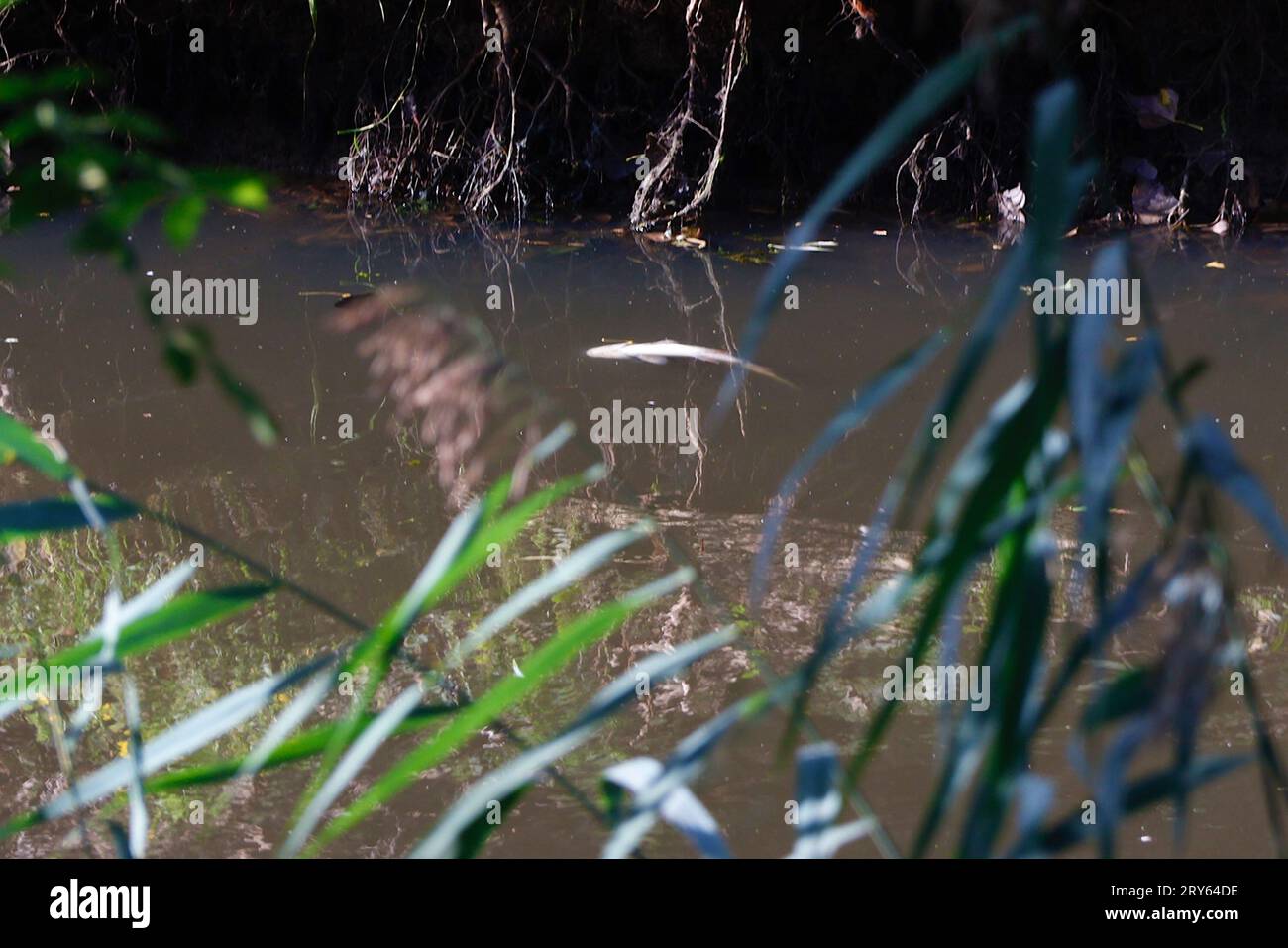 Rye, East Sussex, UK. 29 Sep, 2023. Residents of the ancient town of ...