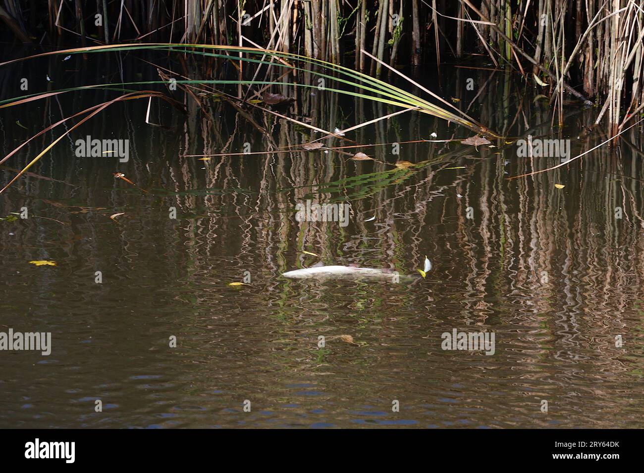 Rye, East Sussex, UK. 29 Sep, 2023. Residents of the ancient town of ...