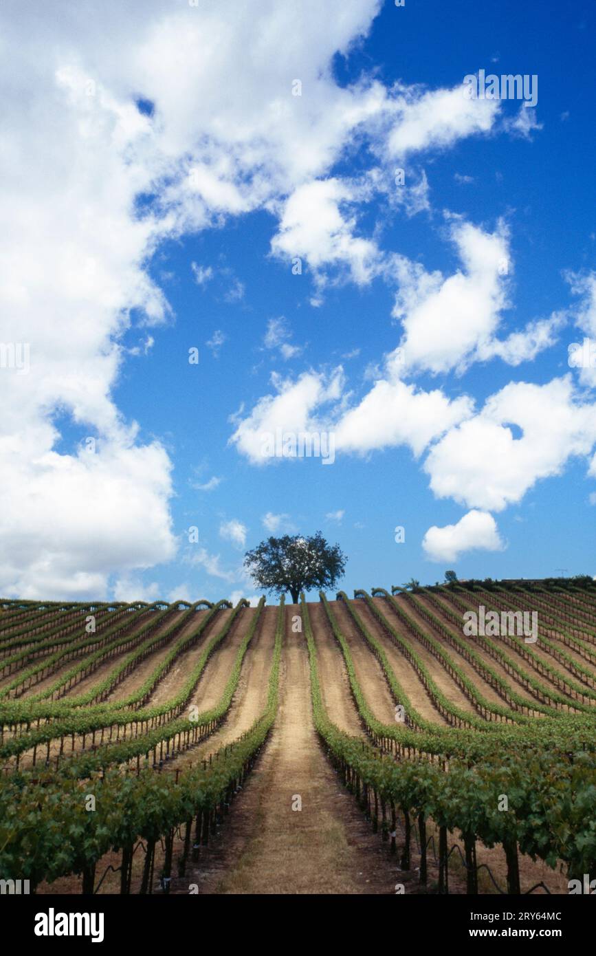 California vinyard hi-res stock photography and images - Alamy