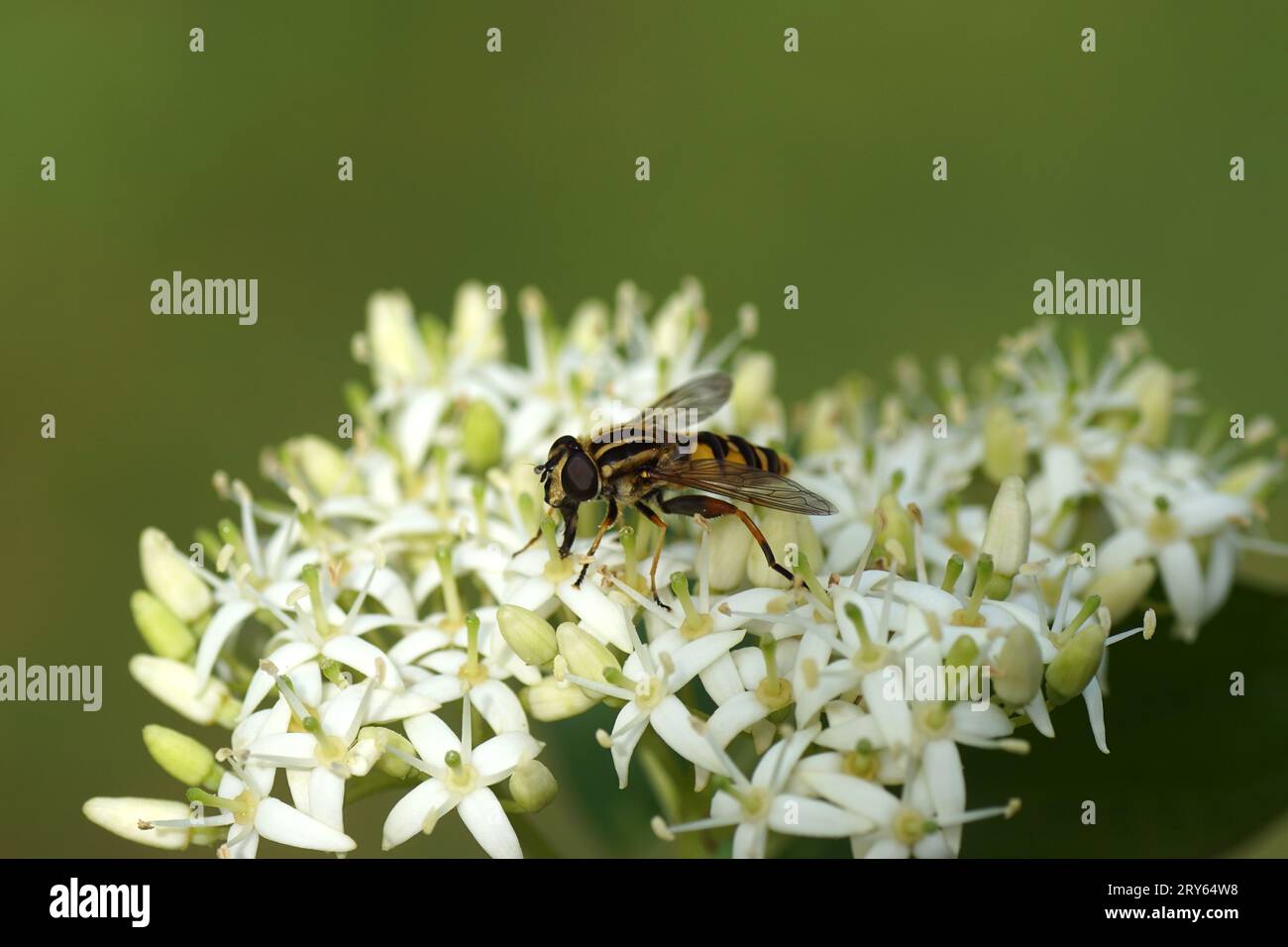 Close up Sun fly Helophilus pendulus. Family syrphidae. On white ...