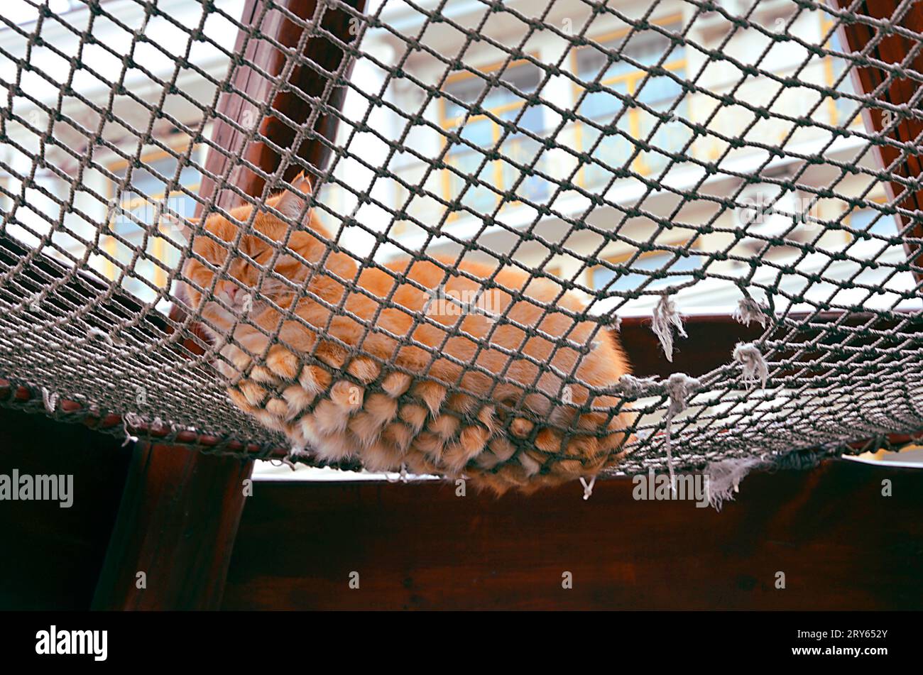 Cat resting on fishing net hi-res stock photography and images - Alamy