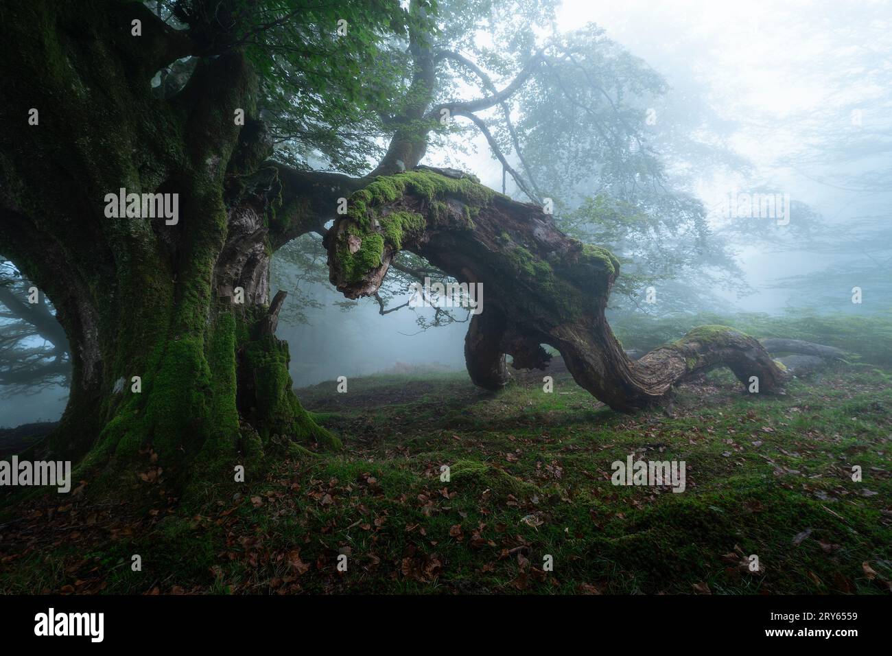 The capricious nature of Bilbao Stock Photo - Alamy