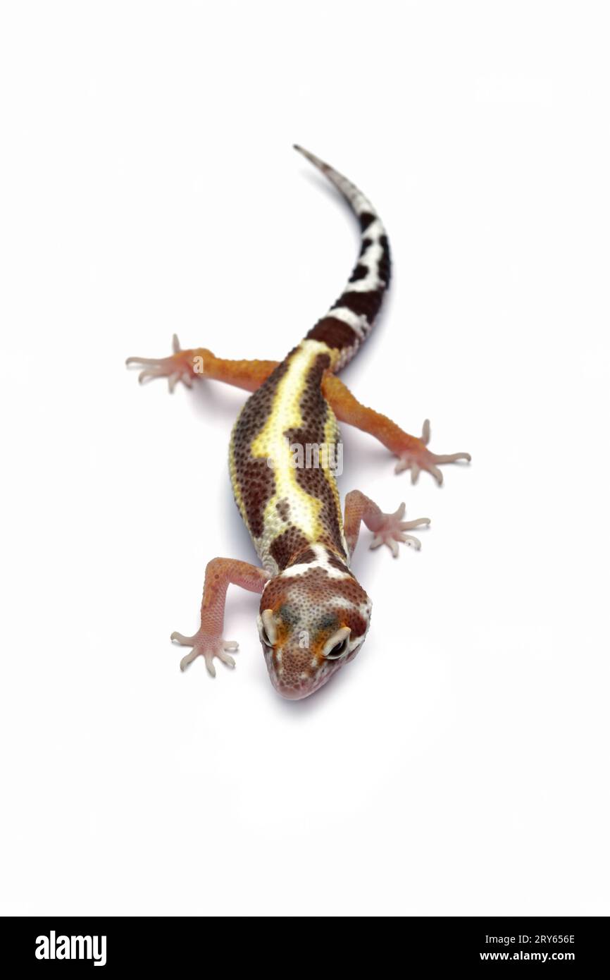 Baby gecko hi-res stock photography and images - Alamy