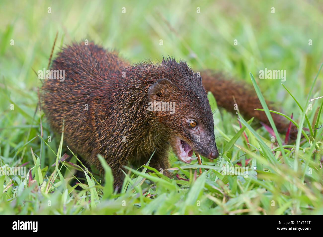 Mongoose snake hi-res stock photography and images - Alamy