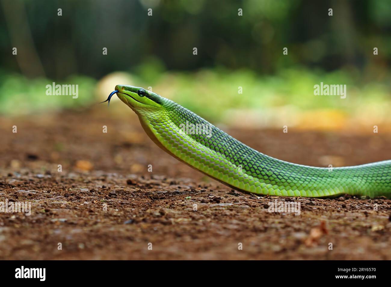 Green snake gonyosoma oxycephalum are crawling on the ground Stock ...
