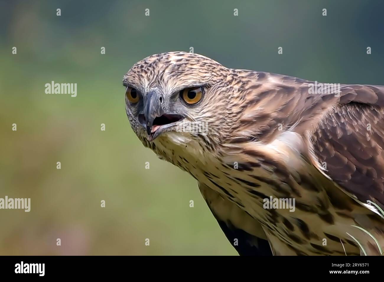 Close up of a Changeable hawk eagle Stock Photo - Alamy