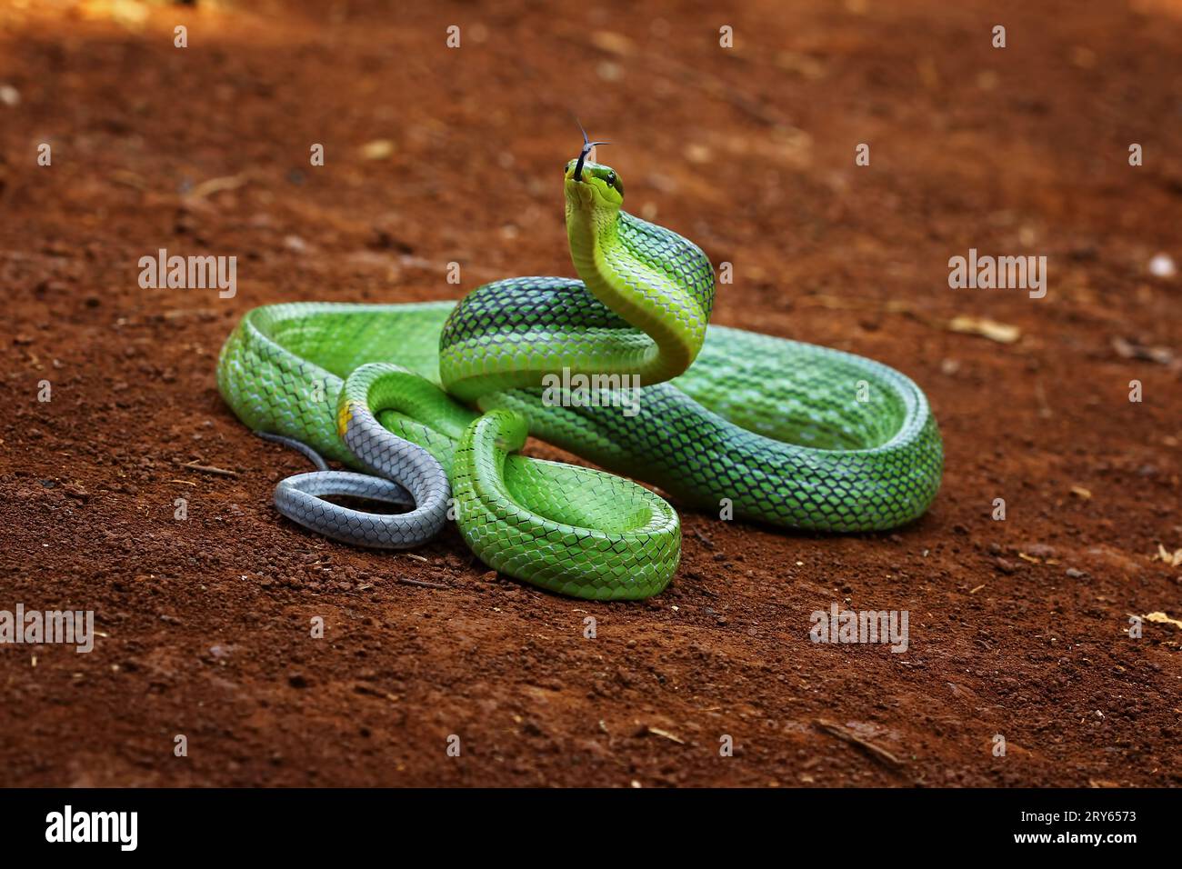 Green snake gonyosoma oxycephalum is ready to attack Stock Photo - Alamy