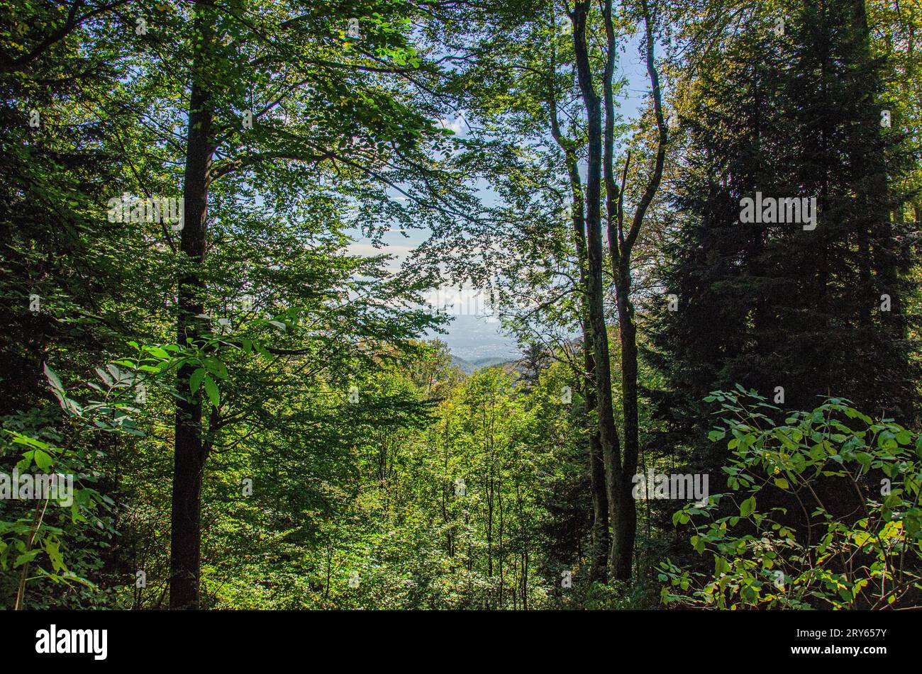 This image vividly captures a lush forest teeming with a variety of ...