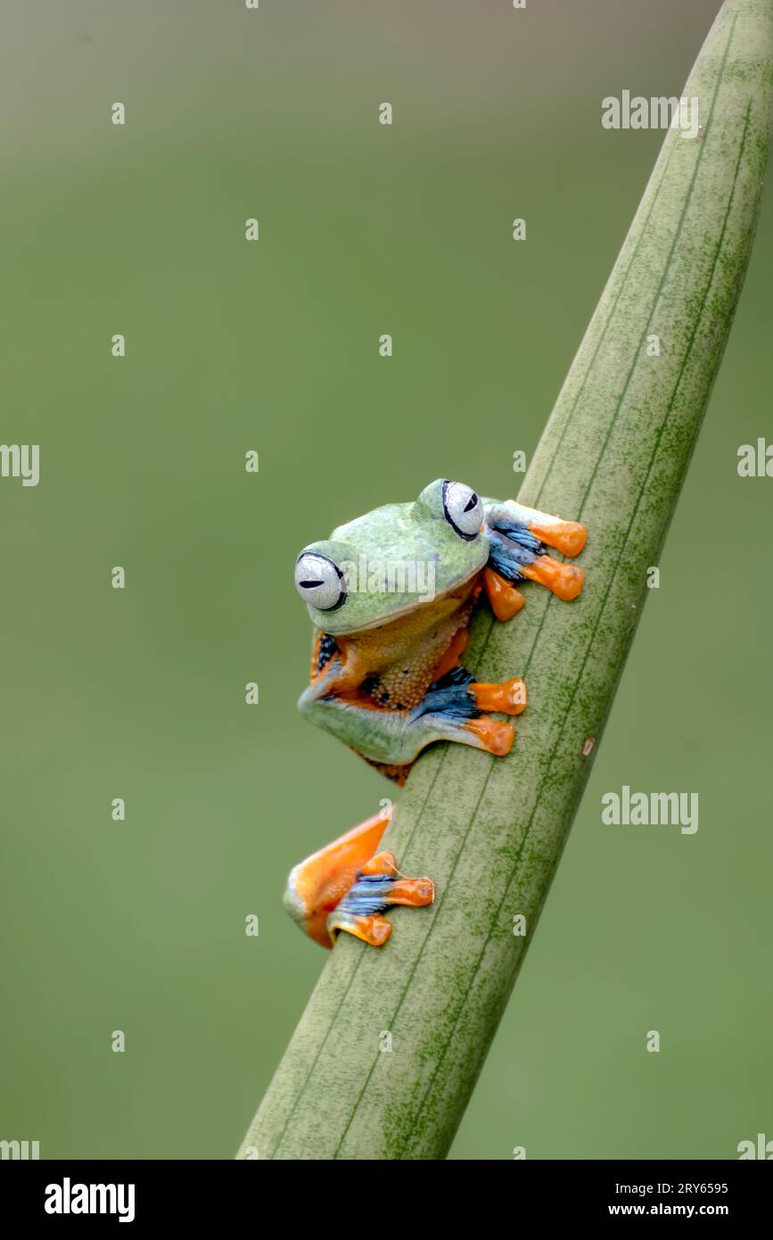 Close up of a green tree frog on a tree branch Stock Photo - Alamy