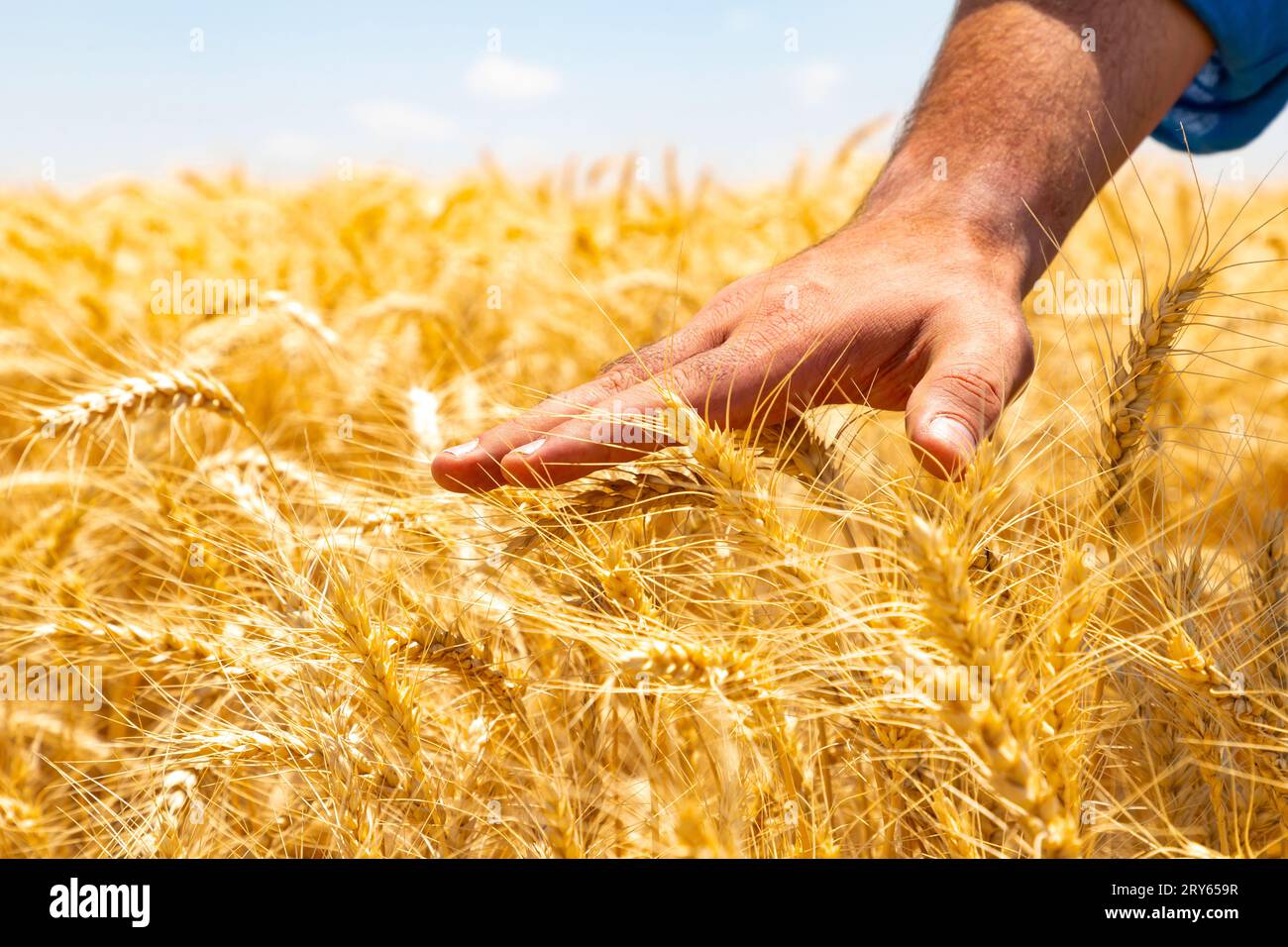 Farmer is holding ears of wheat in his hand Stock Photo - Alamy