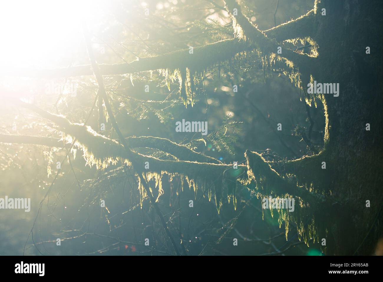 Dreamy semi abstract old forest with sun flares through branches ...