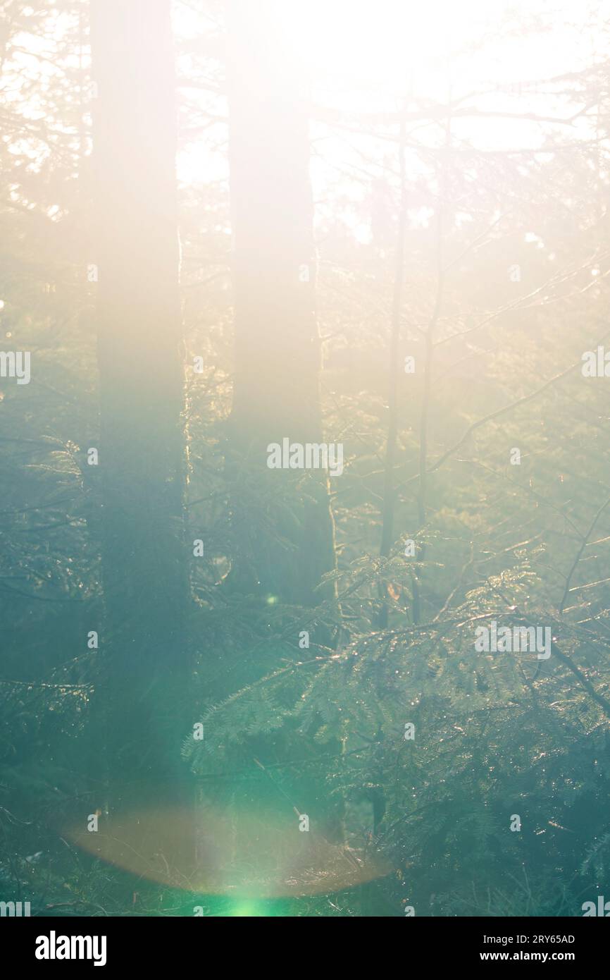 Dreamy semi abstract old forest with sun flares through branches ...