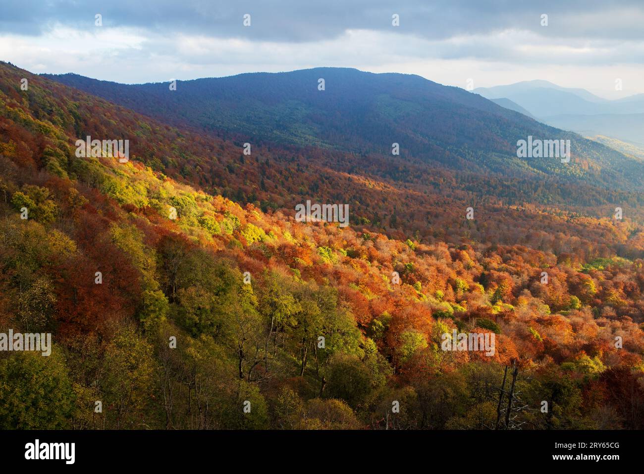 Golden autumn in the eastern Carpathians. View of the valley Stock ...