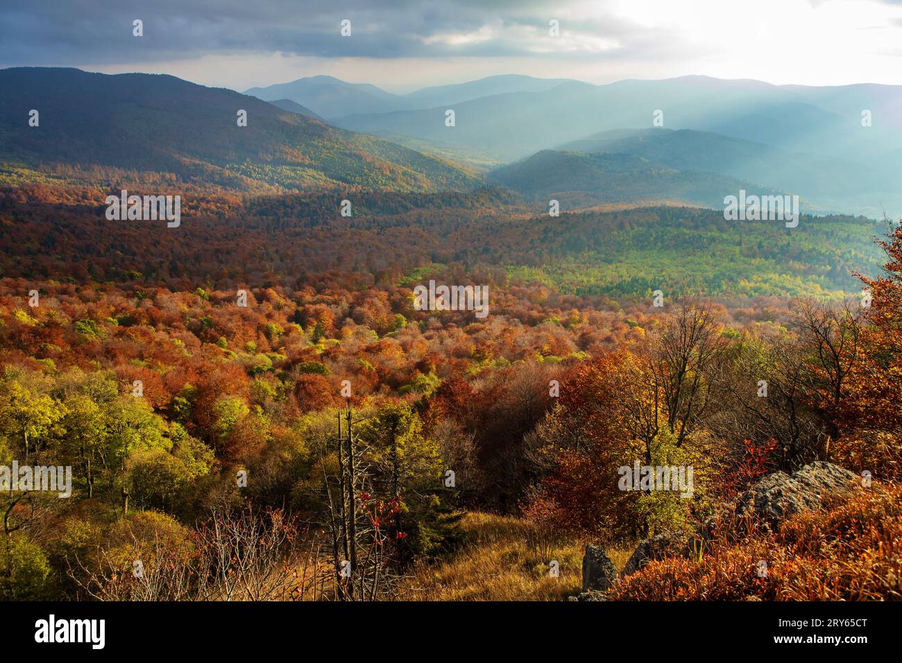 Golden autumn in the eastern Carpathians. View of the valley Stock ...