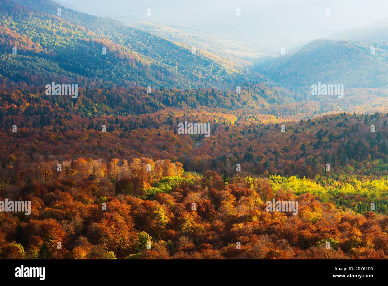 Golden autumn in the eastern Carpathians. View of the valley Stock ...