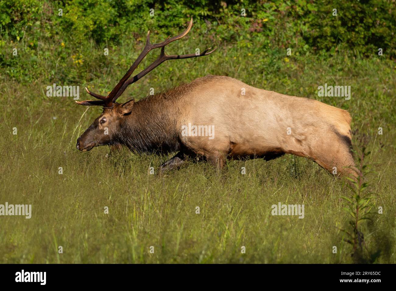 Bull run mountains hi-res stock photography and images - Alamy