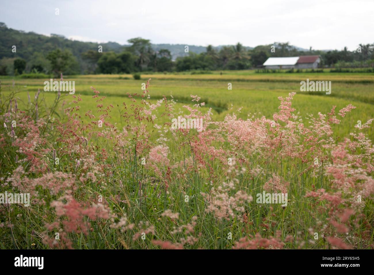 Beautiful asian scenery hi-res stock photography and images - Alamy