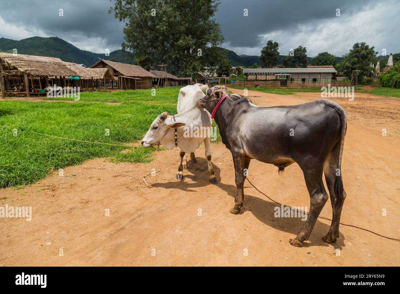 Herd of cows bagan hi-res stock photography and images - Alamy