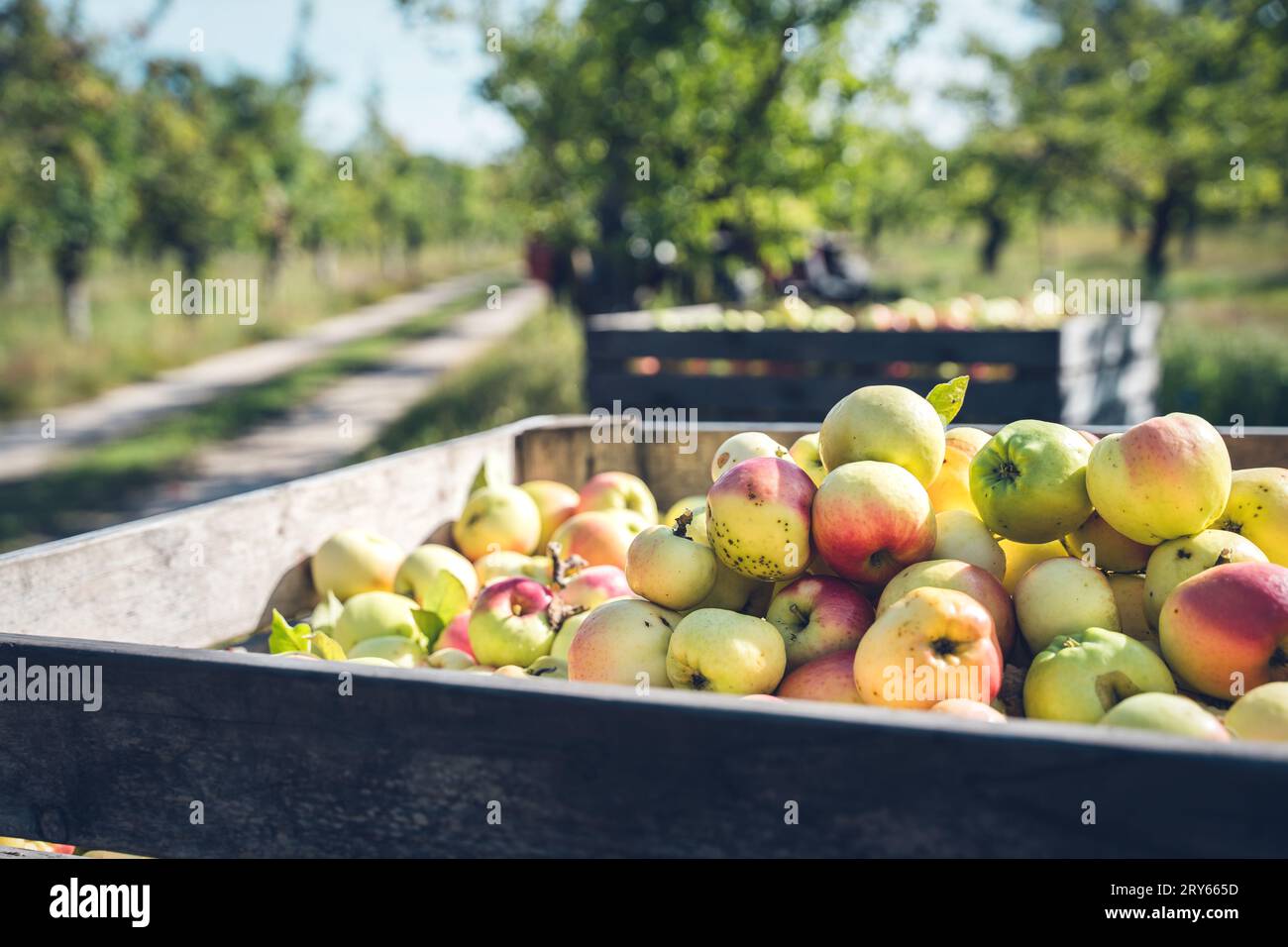 Two Crates of Freshly Picked Apples in Southern Sweden Stock Photo - Alamy
