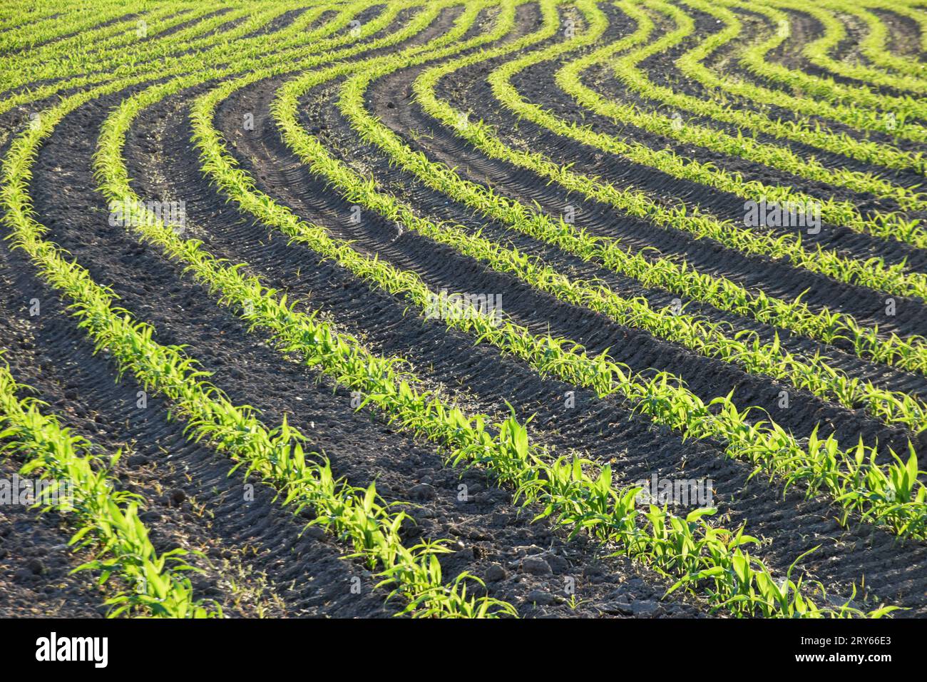 corn crop in field rows Stock Photo - Alamy