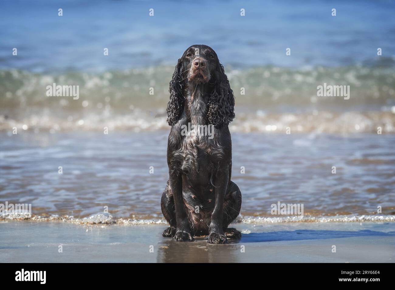 Wet brown Cocker Spaniel sitting on sand against background of sea ...